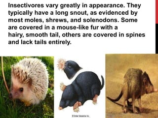 Order insectivora | PPTX | Geography | Science