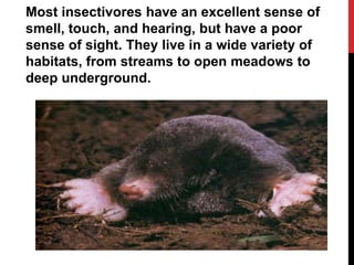 Order insectivora | PPTX | Geography | Science