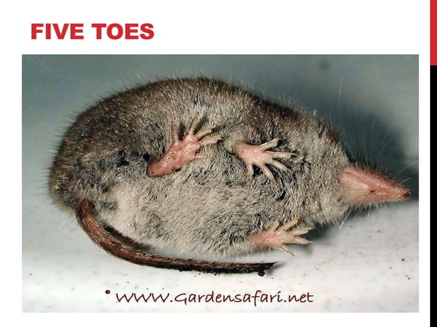 Order insectivora | PPT