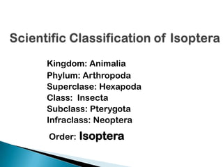 Order isoptera | PPTX
