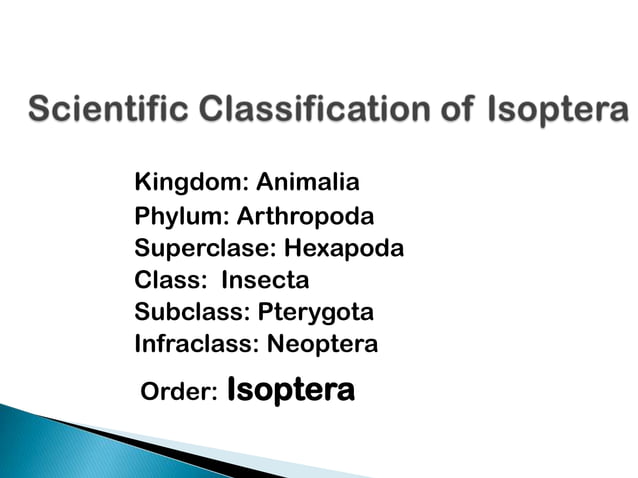 Order isoptera | PPTX