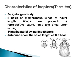 Order isoptera | PPTX
