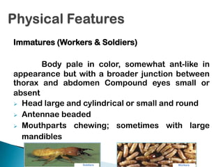 Order isoptera | PPTX