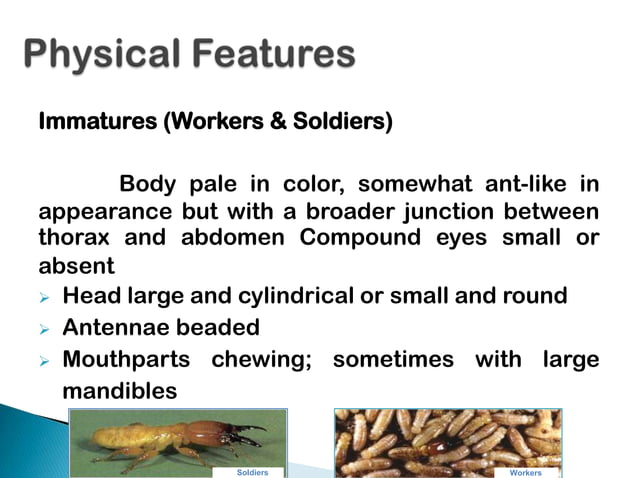 Order isoptera | PPTX