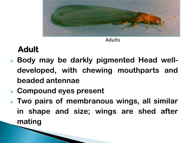 Order isoptera | PPTX