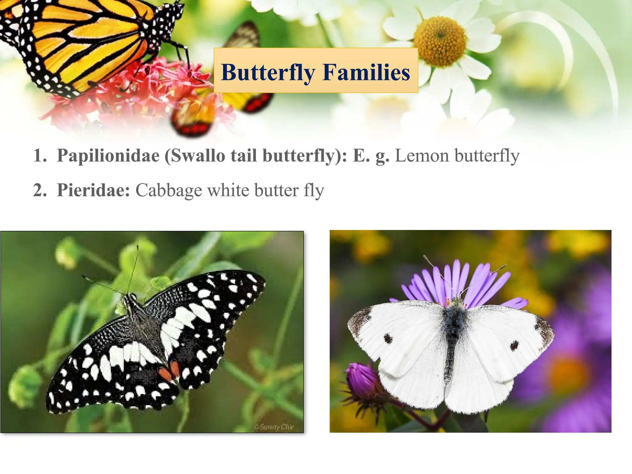 Order Lepidoptera: Butterflies and Moths.pptx