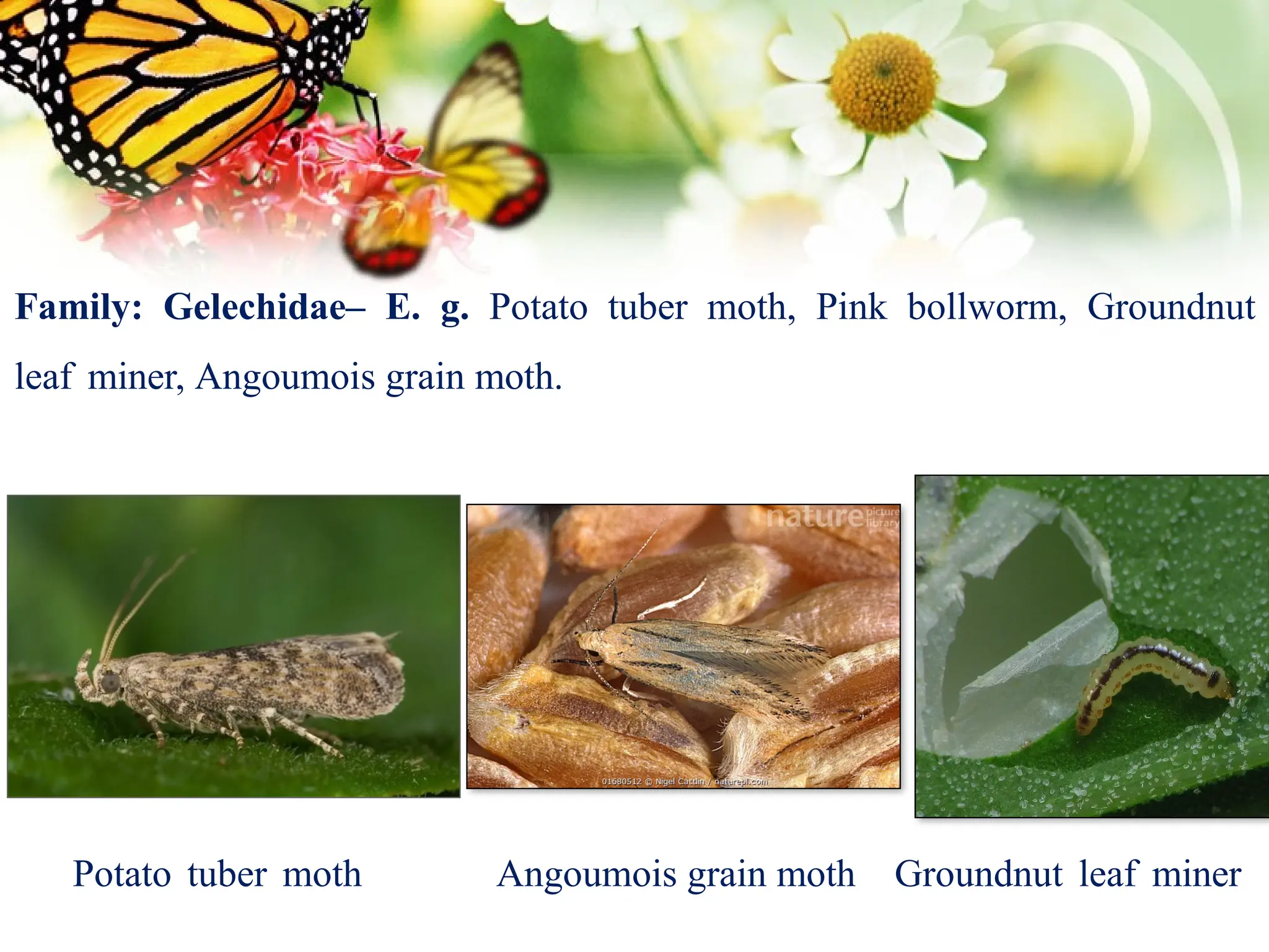 Order Lepidoptera: Butterflies and Moths.pptx