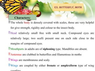 Order Lepidoptera: Butterflies and Moths.pptx