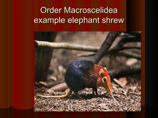 Order macroscelidea Shared By Abdul Qahar Buneri AWKUM BUner Campus | PPT