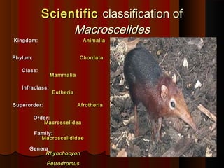 Order macroscelidea Shared By Abdul Qahar Buneri AWKUM BUner Campus | PPT