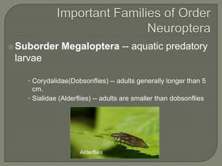 Order Neuroptera