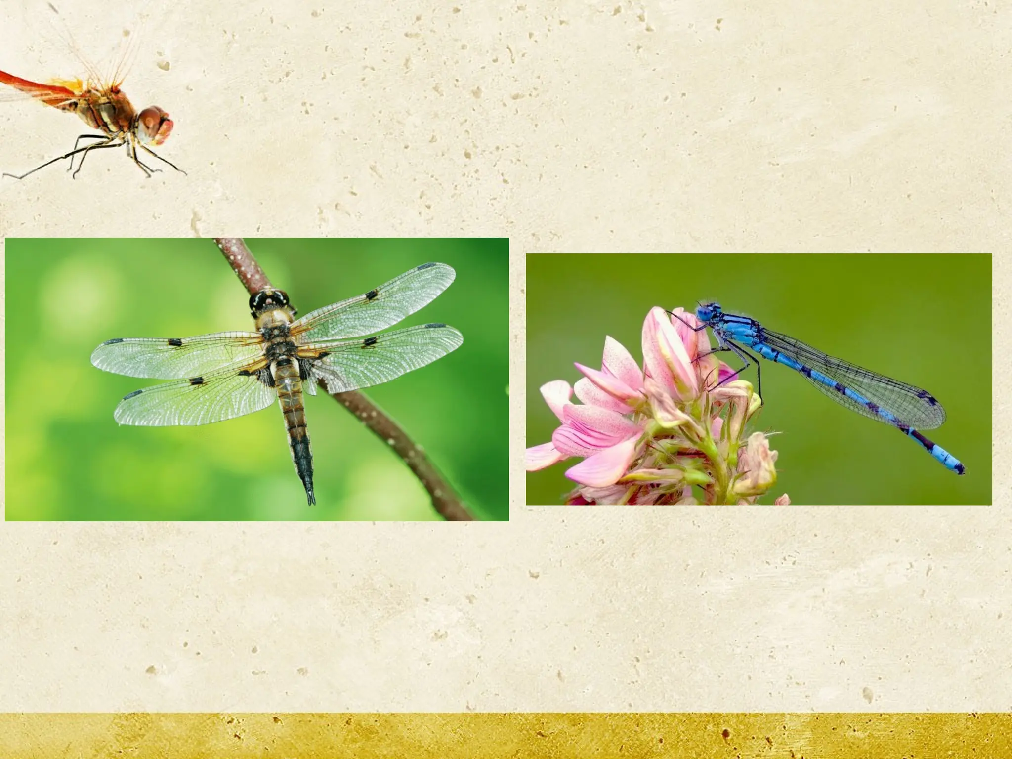 Order: Odonata Isoptera and Thysanoptera.pptx