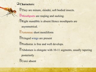 Order: Odonata Isoptera and Thysanoptera.pptx