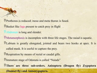 Order: Odonata Isoptera and Thysanoptera.pptx