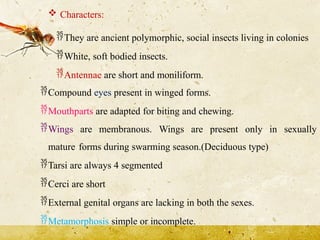 Order: Odonata Isoptera and Thysanoptera.pptx