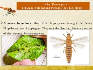 Order: Odonata Isoptera and Thysanoptera.pptx