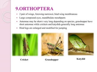 Order of insects | PPTX