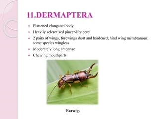 Order of insects | PPTX