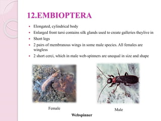 Order of insects | PPTX