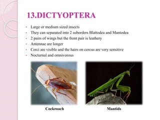 Order of insects | PPTX