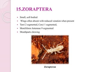 Order of insects | PPTX