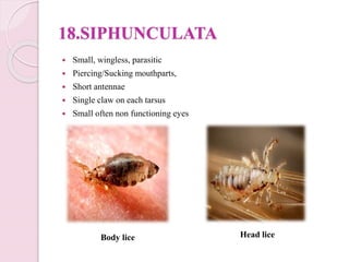 Order of insects | PPTX