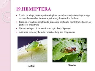 Order of insects | PPTX