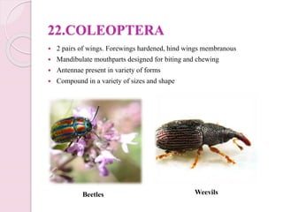 Order of insects | PPTX