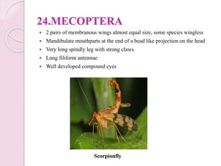 Order of insects | PPTX