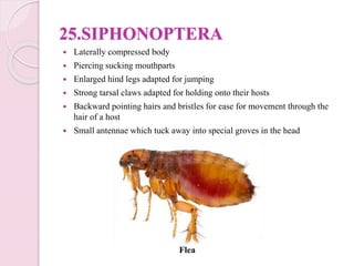 Order of insects | PPTX