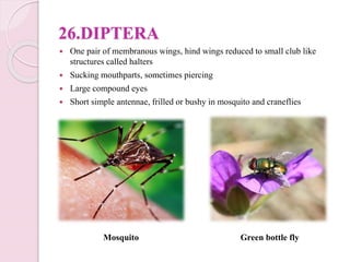 Order of insects | PPTX