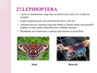 Order of insects | PPTX