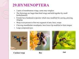 Order of insects | PPTX