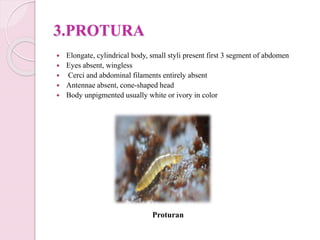 Order of insects | PPTX