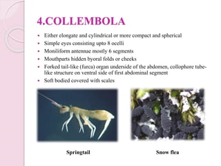 Order of insects | PPTX