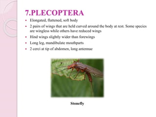 Order of insects | PPTX