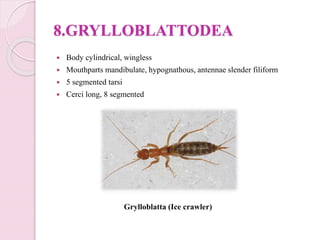 Order of insects | PPTX