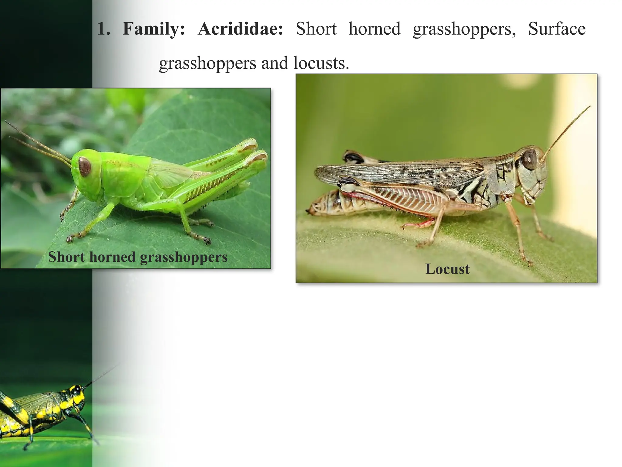 "Orthoptera: Grasshoppers, Crickets, and Katydids pptx | PPT