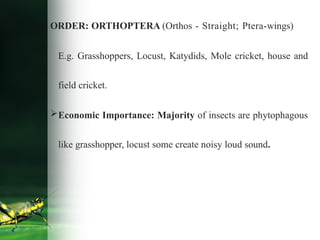 "Orthoptera: Grasshoppers, Crickets, and Katydids pptx | PPTX