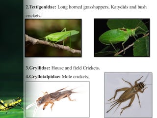 "Orthoptera: Grasshoppers, Crickets, and Katydids pptx | PPT