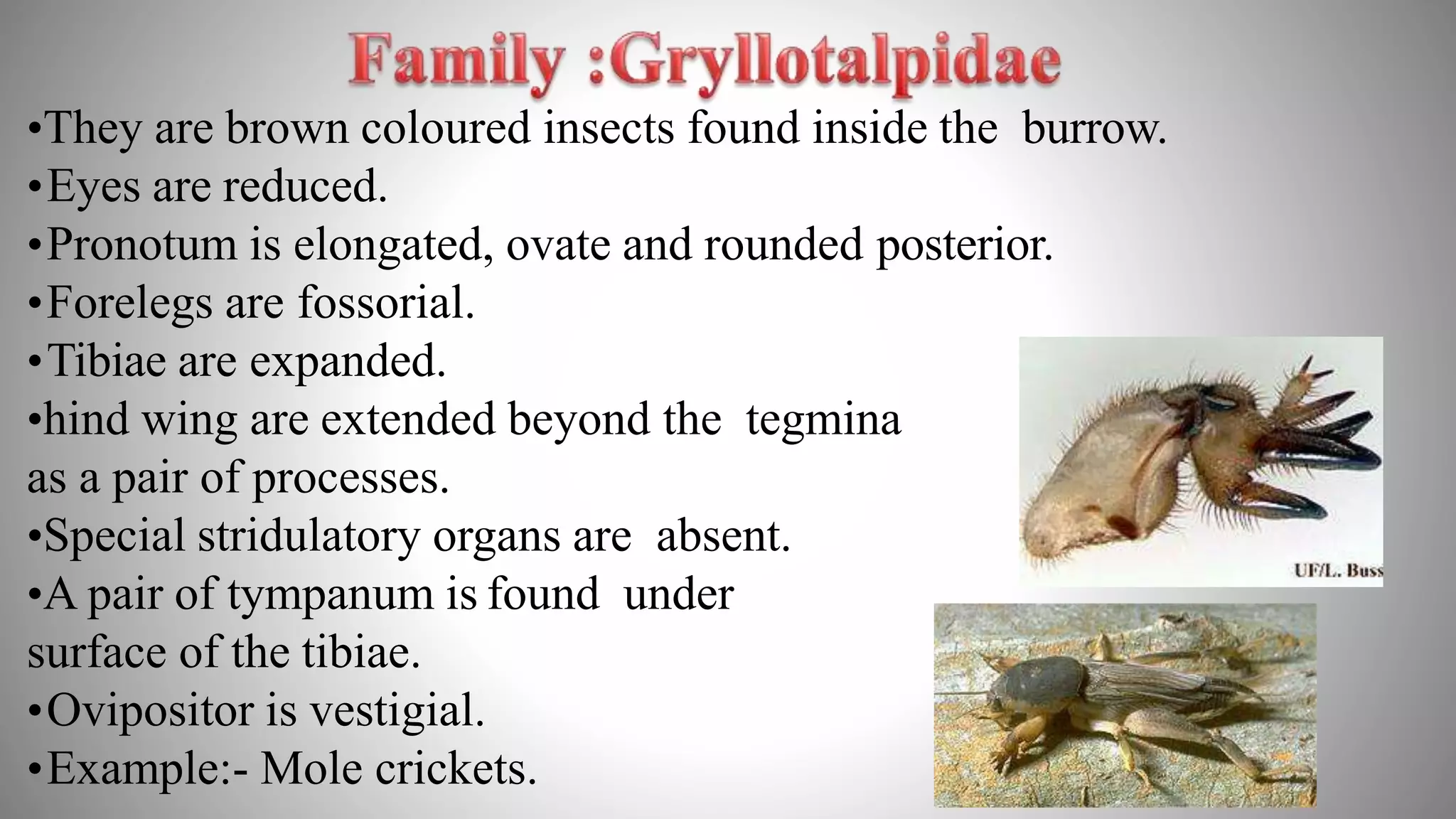 Order orthroptera | PPTX