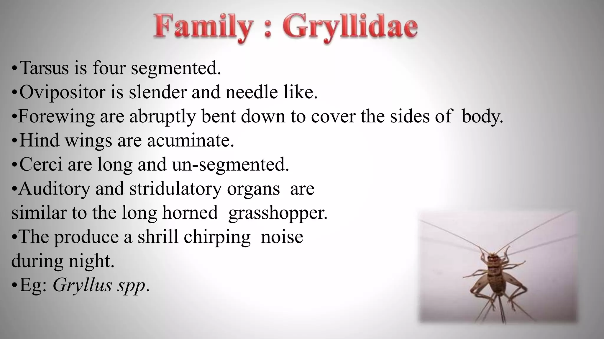 Order orthroptera | PPTX