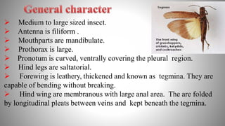 Order orthroptera | PPTX