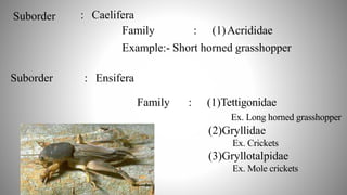 Order orthroptera | PPTX