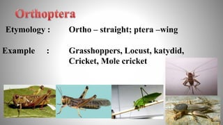 Order Orthoptera