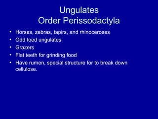 Order perissodactyla | PPT