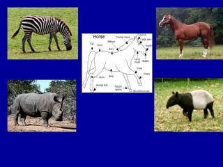 Order perissodactyla | PPT