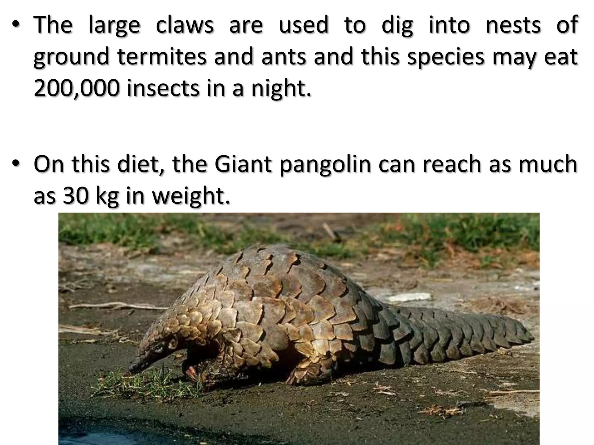 Order pholidota | PPTX