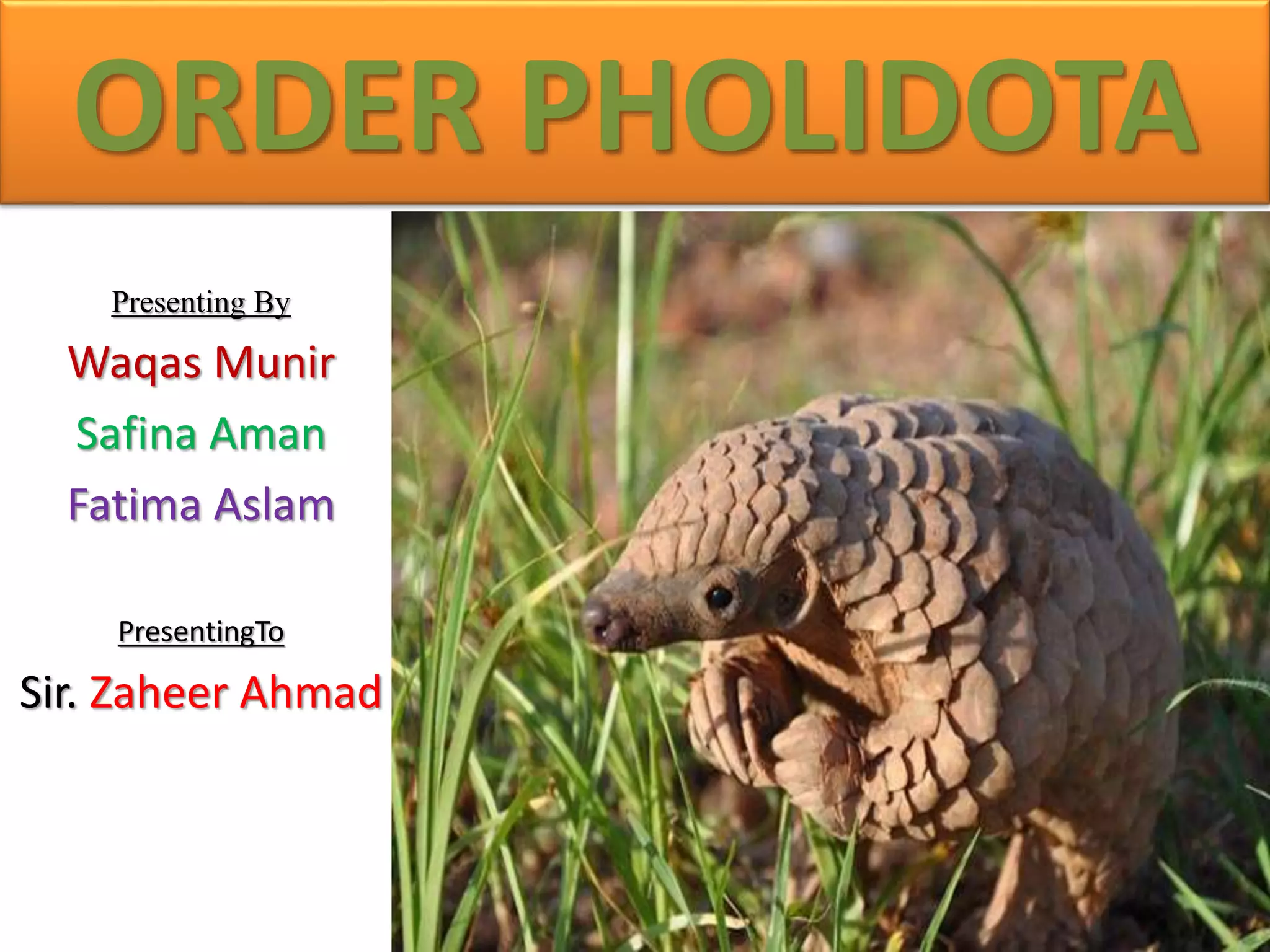 Order pholidota | PPTX