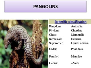 Order pholidota | PPTX